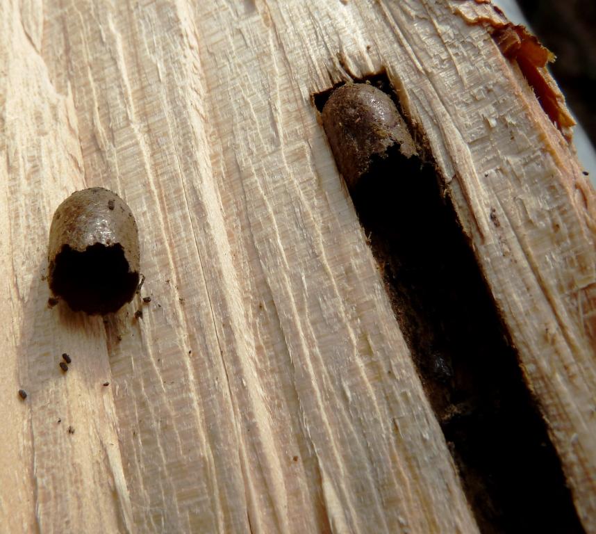 Dave Hubble's ecology spot: Ye olde bee log