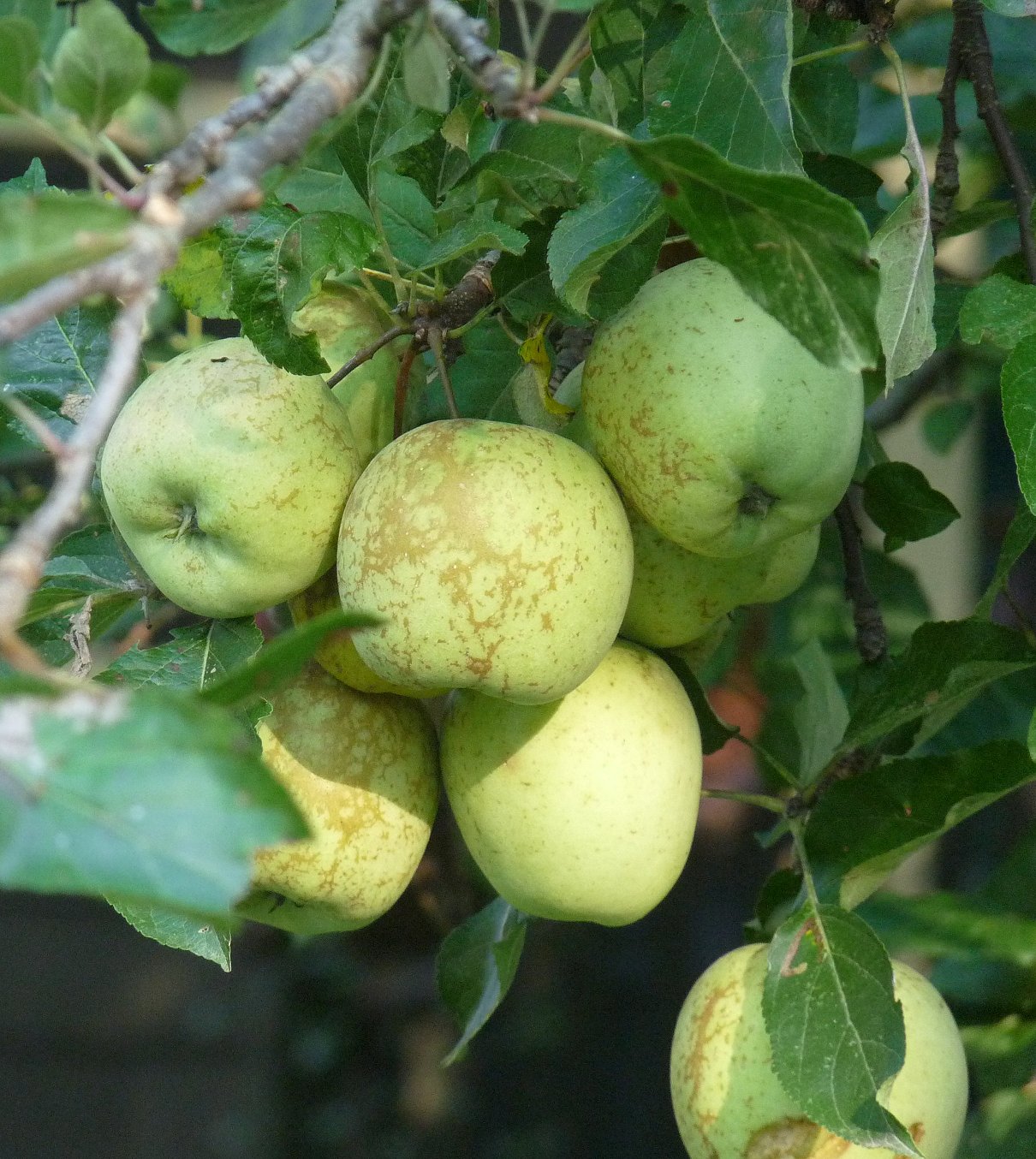 Hill Shepherd: Jesus Christ the Apple Tree