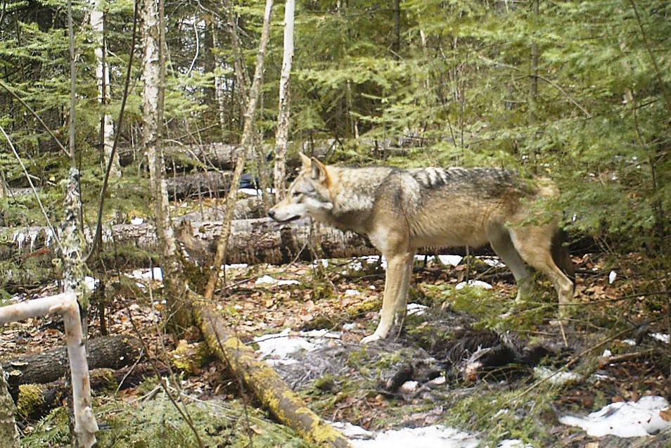Bow Narrows Camp Blog on Red Lake Ontario: Why do Nolalu wolves have ...