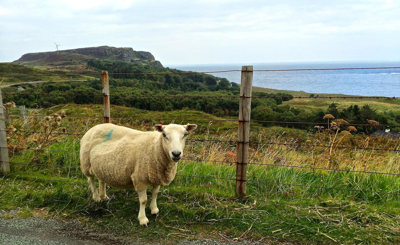 sheep dreams: More Scotland