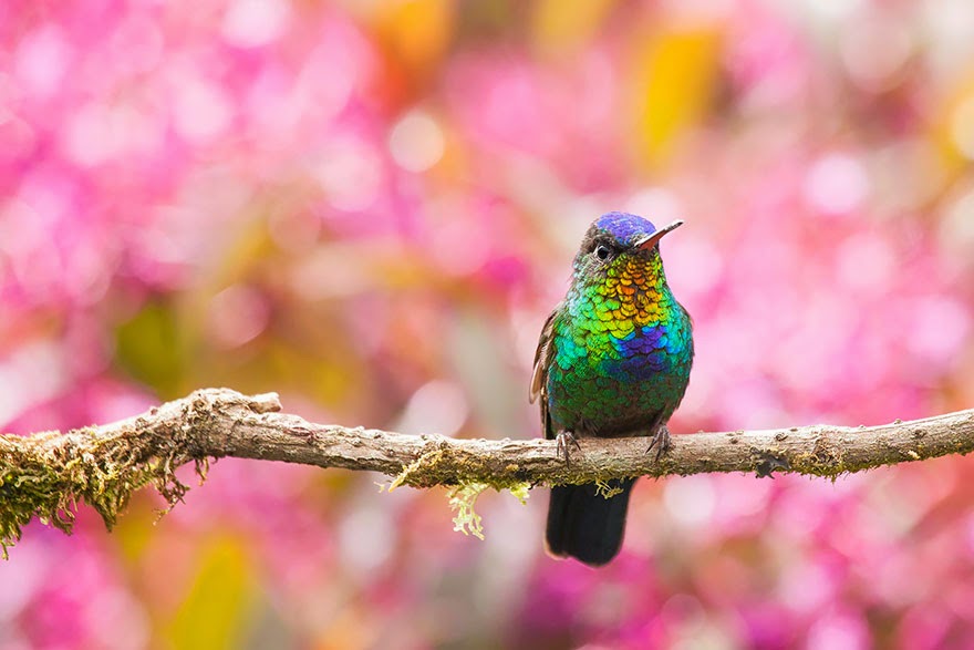 Colibries - Las Mejores Fotografías del Mundo
