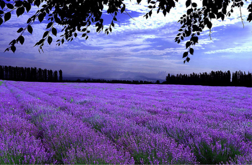 The Biodynamic Beauty Bible: Blue Magic