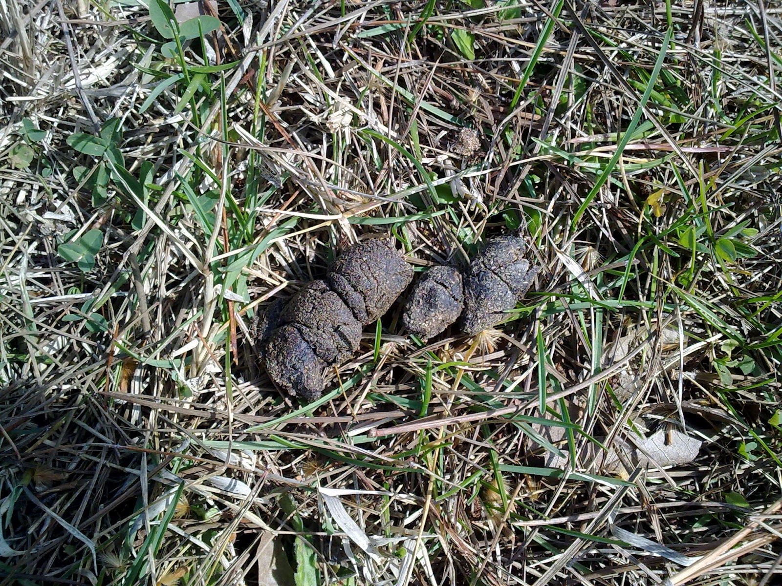 L'ARGANO: UN POST DI MERDA! (E NON E' UN MODO DI DIRE)