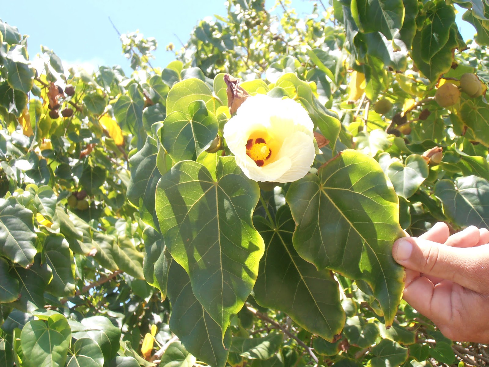 Flora de Puerto Rico Ilustrada Papo Vives: MALVACEAE Thespesia populnea ...