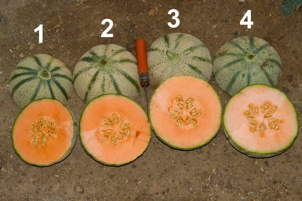 Homo agricola: Melón cantaloup tipo Magenta