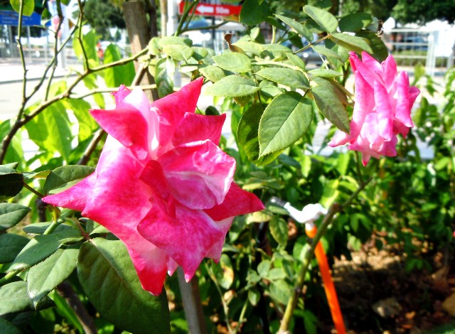 MPV LANDSKAP DAN NURSERI: ROS TETAP MENJADI PILIHAN...