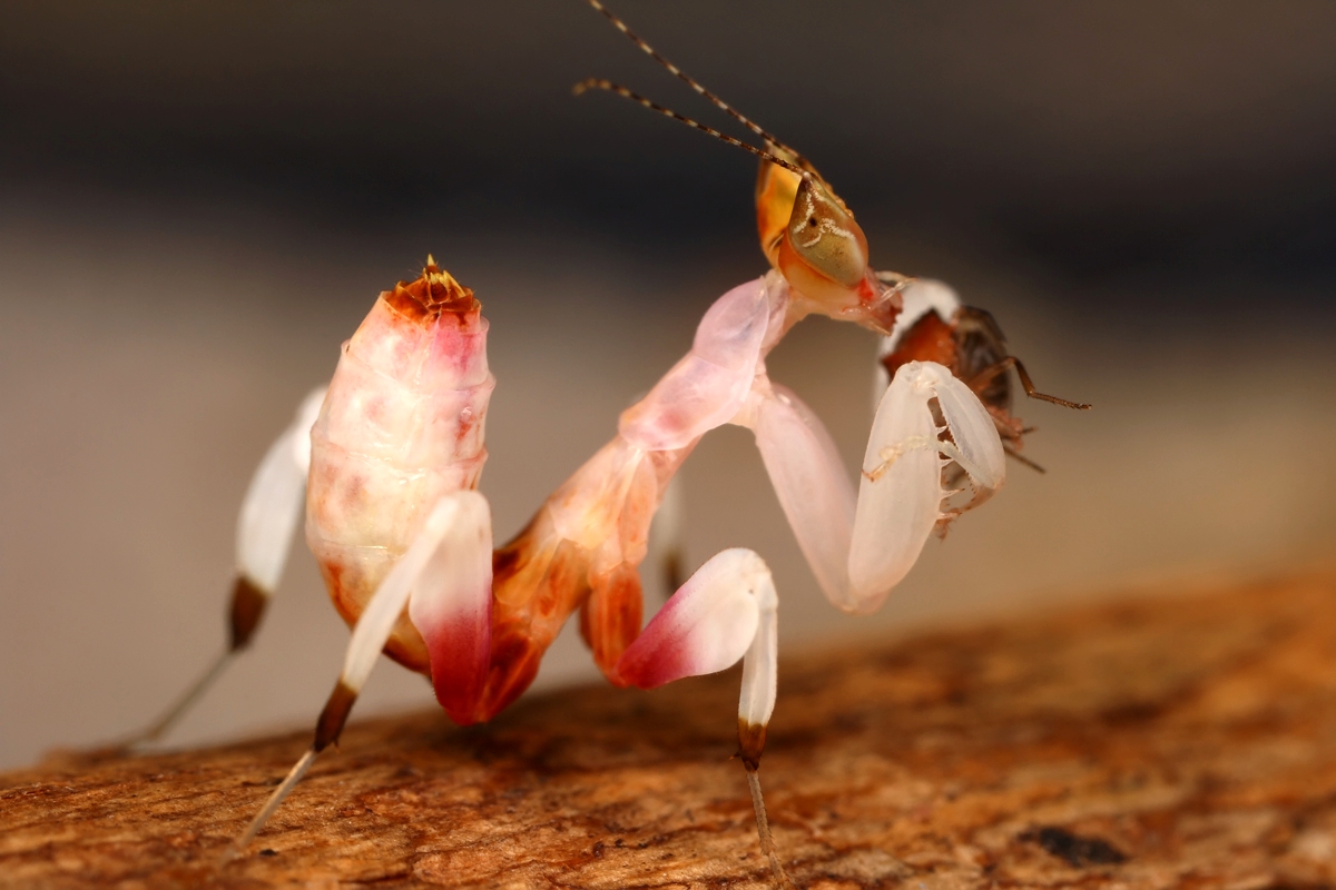 OrchidCraze: Mentadak-Mentadu..The Orchid Mantis