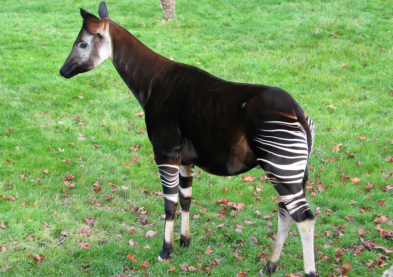 Empire of knowledge: Strangest animal world ... Okabe