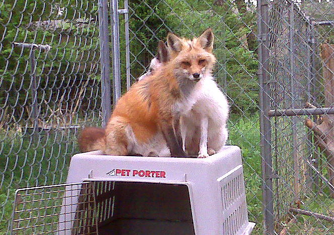 fleet street fox: A flying fox is an angry fox.