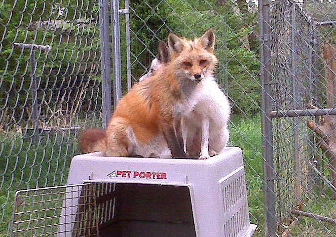 fleet street fox: A flying fox is an angry fox.
