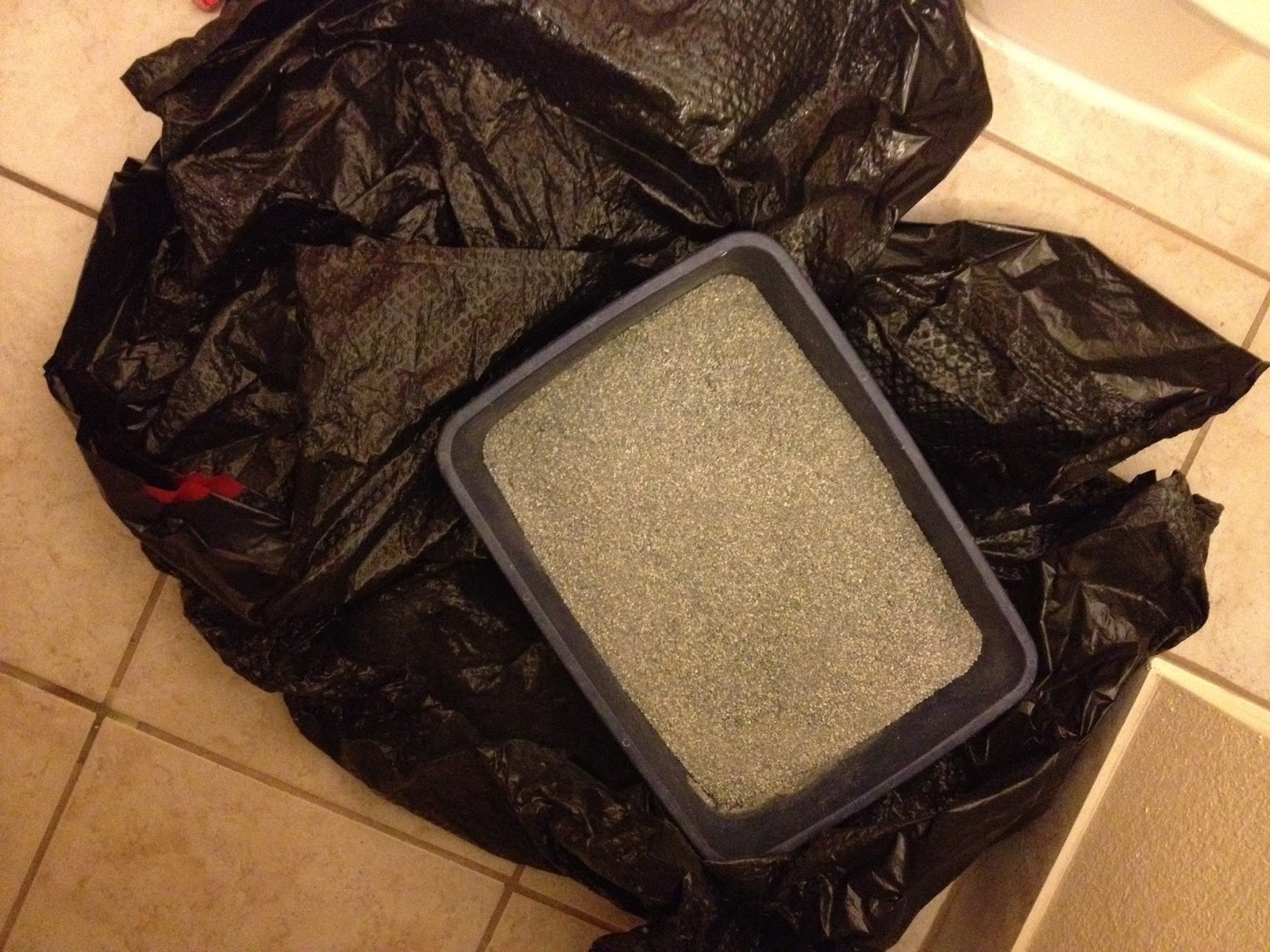 Polka-Dotty Place: Road Tripping with CATS