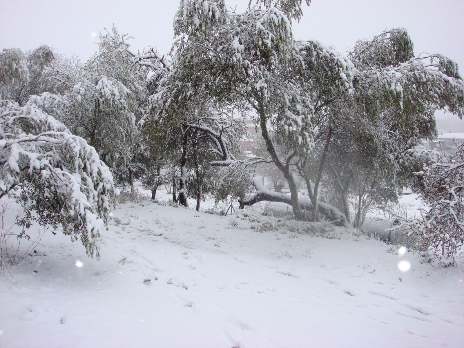 Que! paisajes!: Nevando