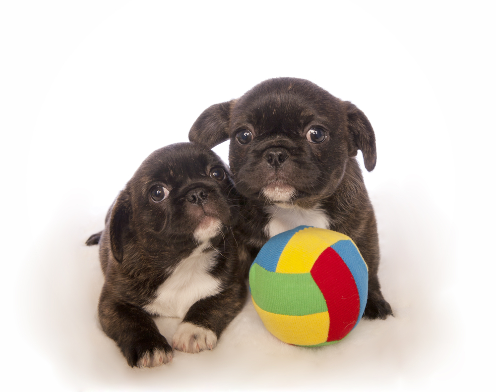 A Dog s Life PUPPY PLAYTIME a-dog-s-life-puppy-playtime
