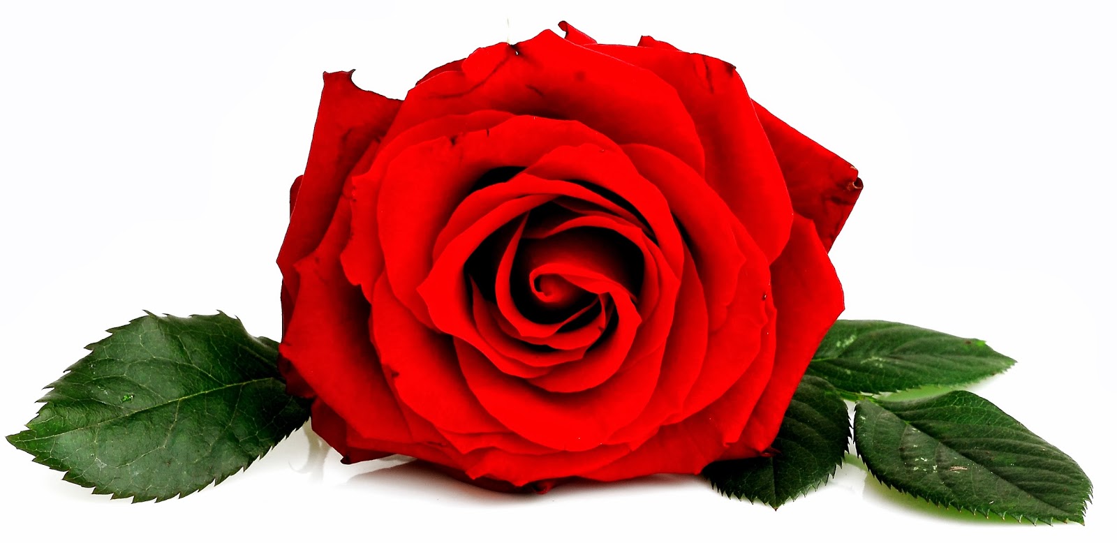 Diseño e interiorismo con forja: La flor más deseada de toda la historia