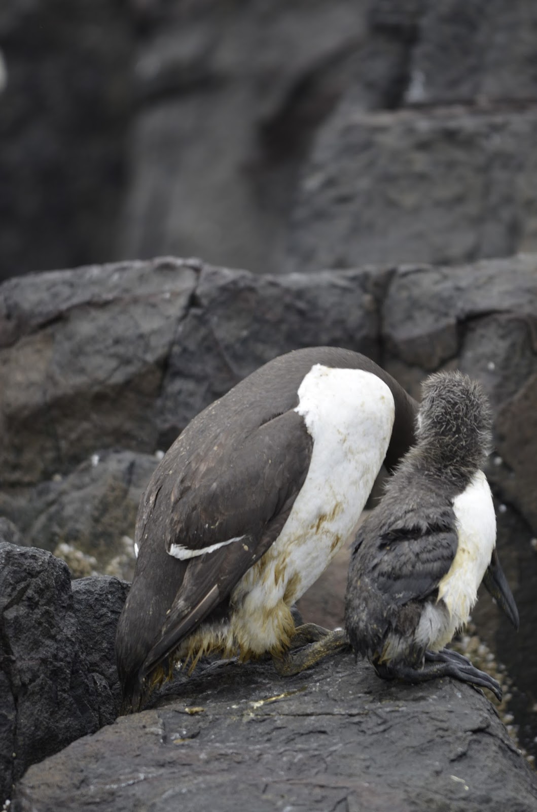 SERENITY: Time to Jump