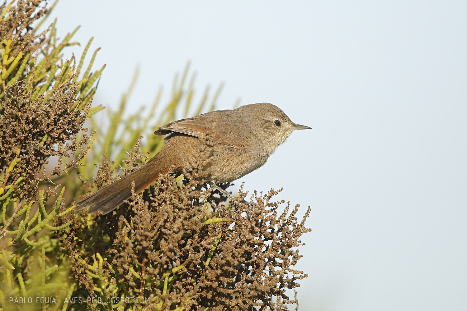 mis fotos de aves: Asthenes pyrrholeuca Canastero Coludo Sharp-billed ...