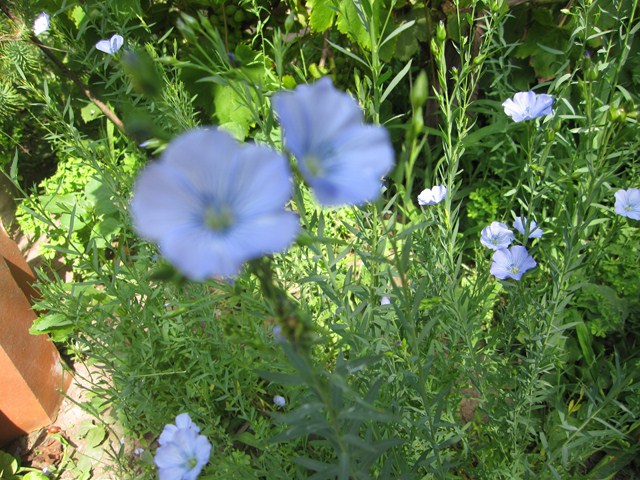 "A Arte como Ofício": A flor do linho