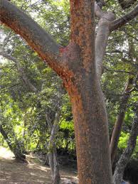 The Tourist Tree? The Naked Indian Tree? It’s the Gumbo Limbo Tree in ...