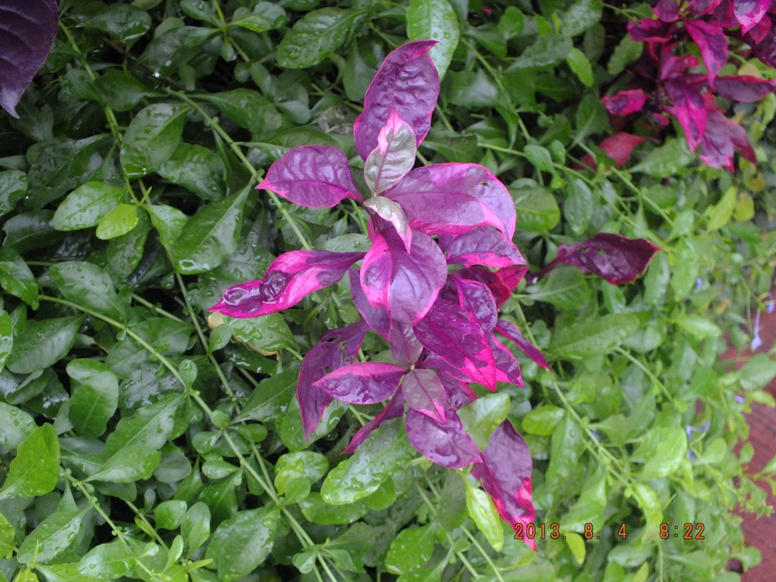 Photography with Dr. Ernie.: blood leaf, Iresine Lindenii