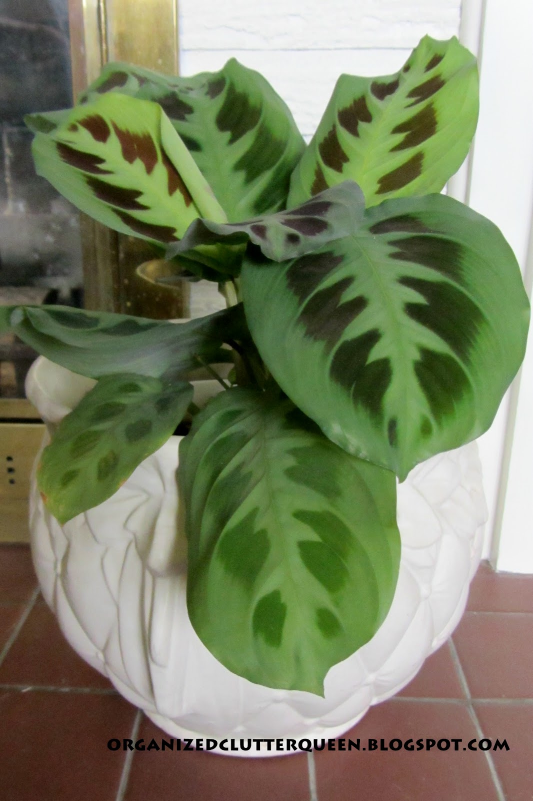 Houseplants Make a Home - Organized Clutter