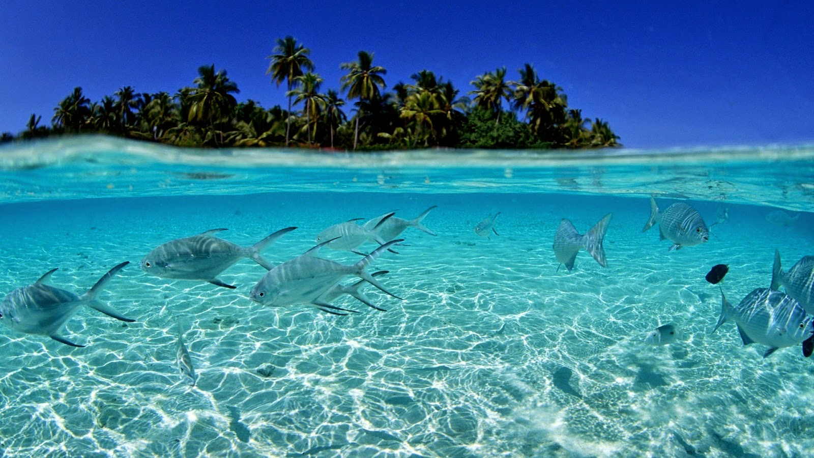 AS MAIS BELAS IMAGENS DA NATUREZA