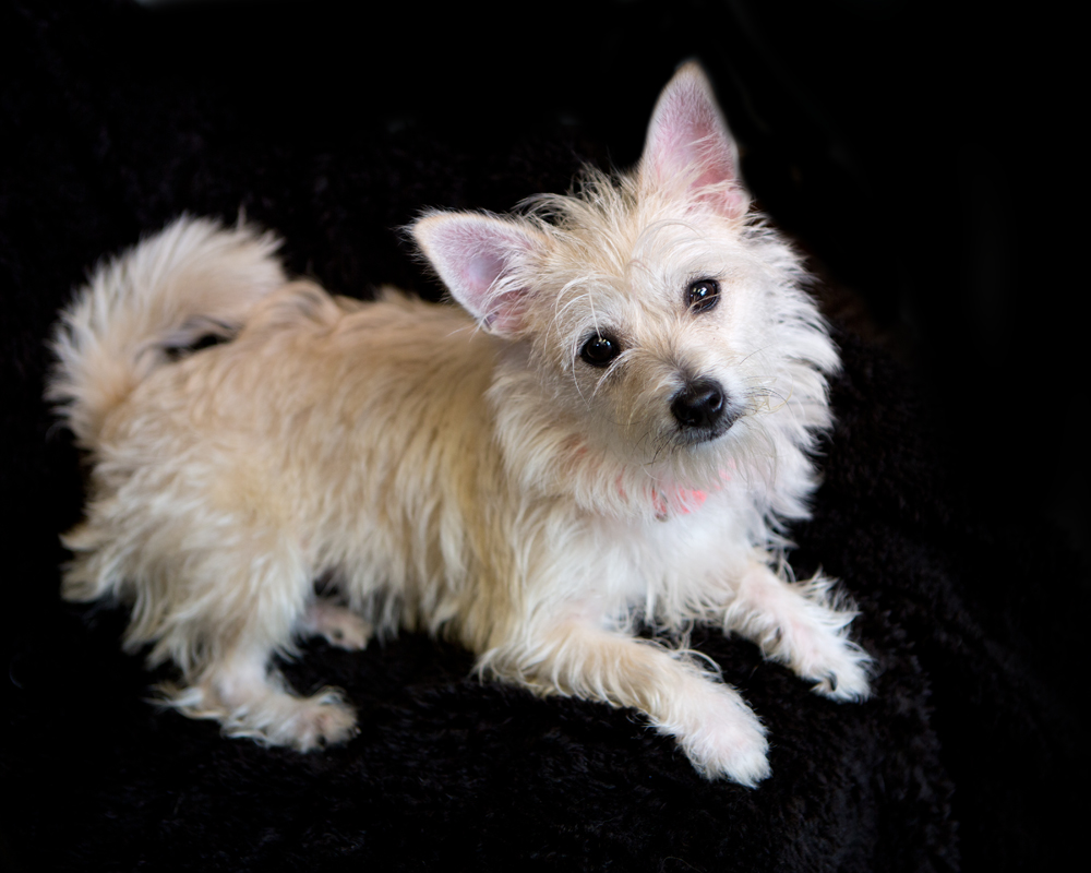 Shelter Dogs of Portland: "ANNIE" cute shaggy terrier