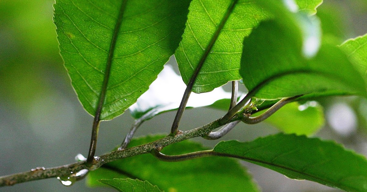 Botany word of the day : Petiole: The stalk or leaf stem of a leaf,