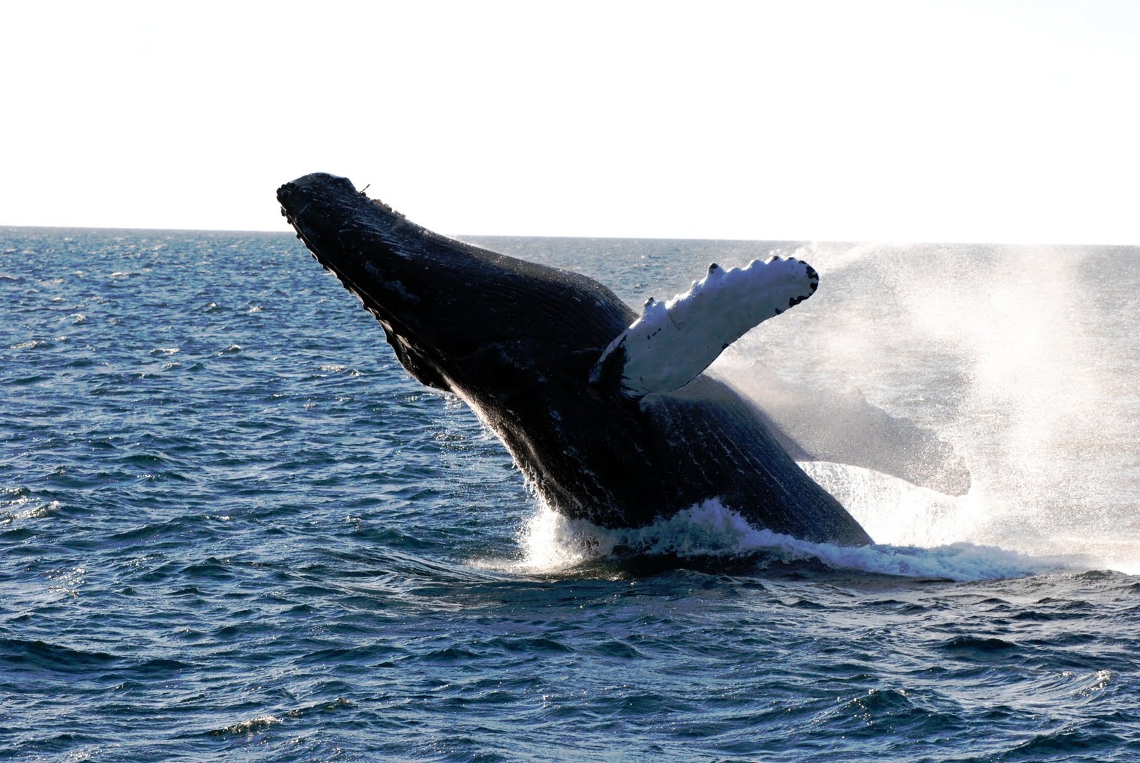 The Brown Knowser: Arrr... Thar Be Whales!