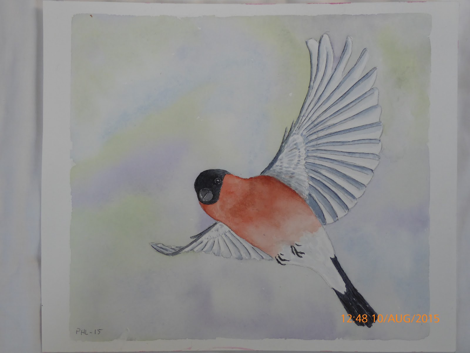 Peters Udsigt: Akvarelmaleriets mysterier (61) - dompap som motiv ...