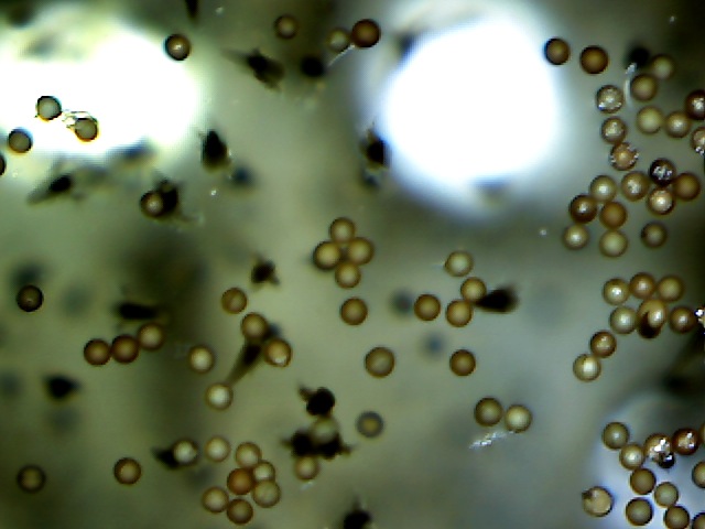 Mrs. Cowen's First Grade: Brine Shrimp!!