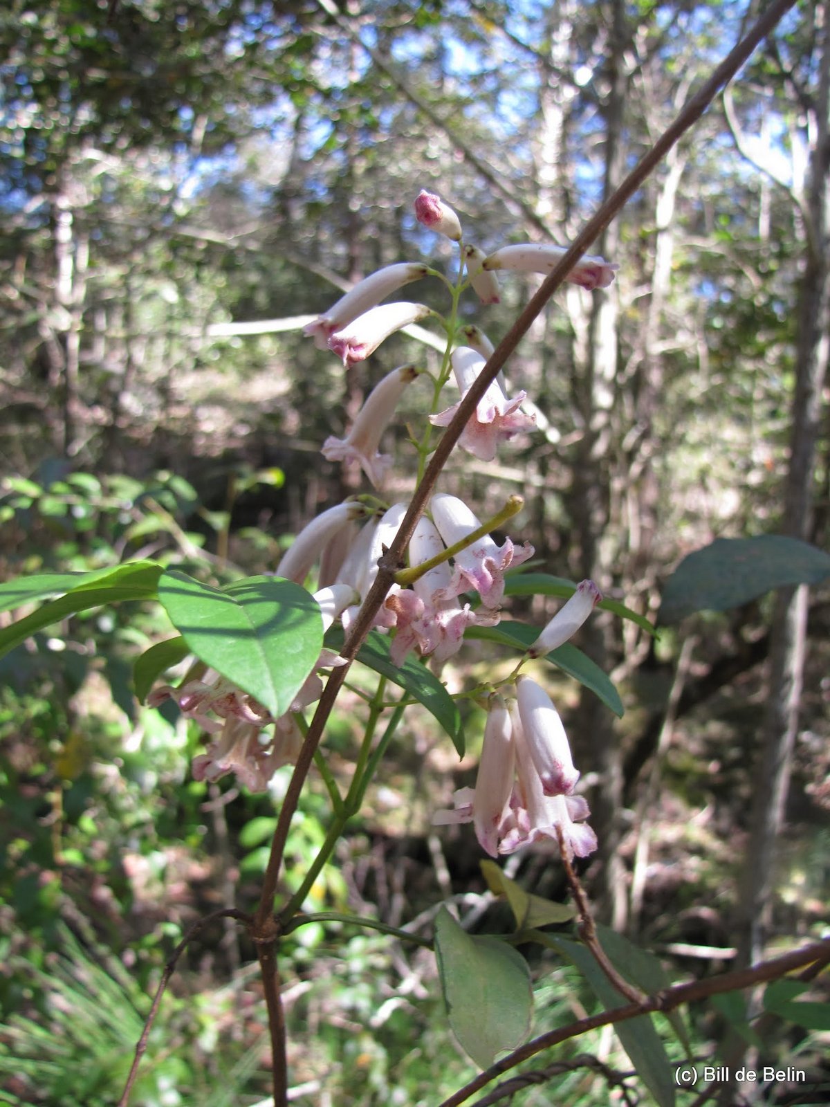 Sydney's Wildflowers and Native Plants: Pandorea pandorana - Wonga ...