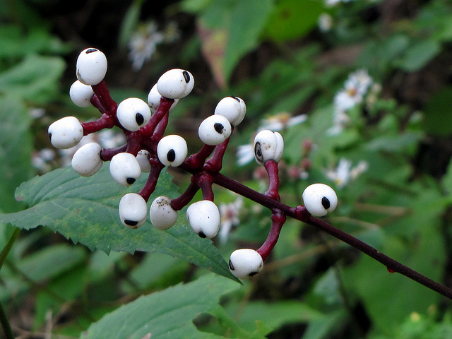 The Doll’s Eyes Plant – The Woods Have Eyes Too ~ Kuriositas