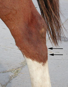 Horse Life and Love: All About ... Curbs