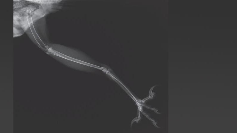 Rigging Asylum: Bird Anatomy - Skeletal