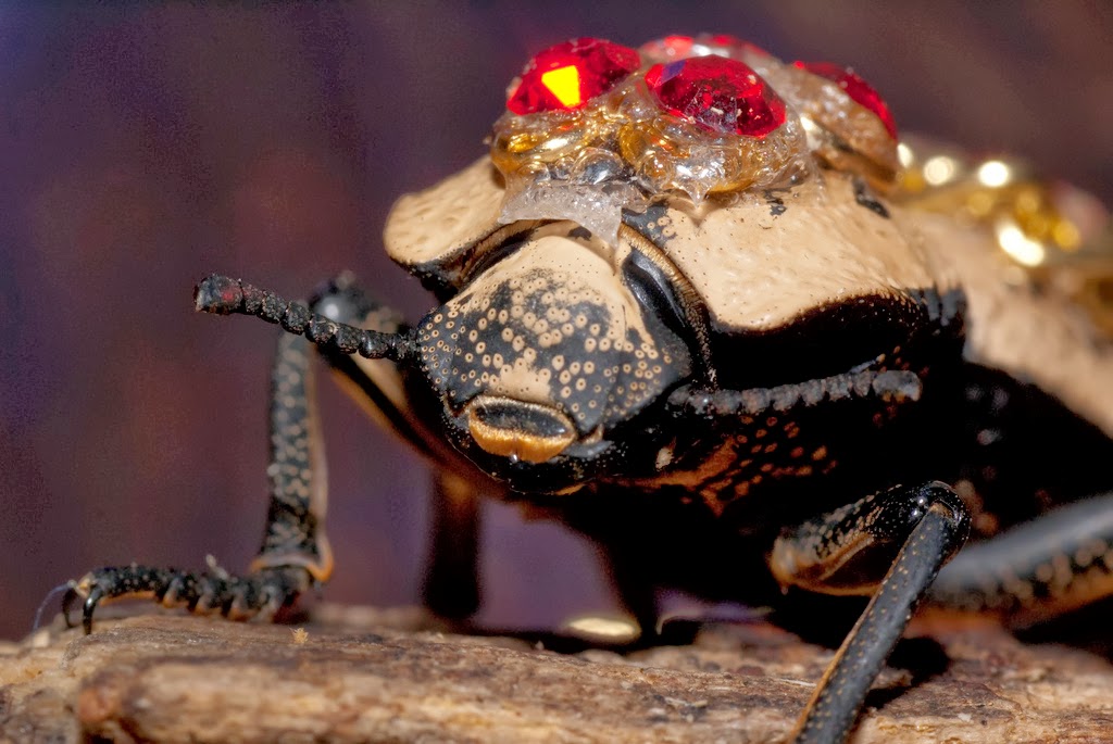 Ξωτικό: Ο μύθος του σκαθαριού-κόσμημα Makech