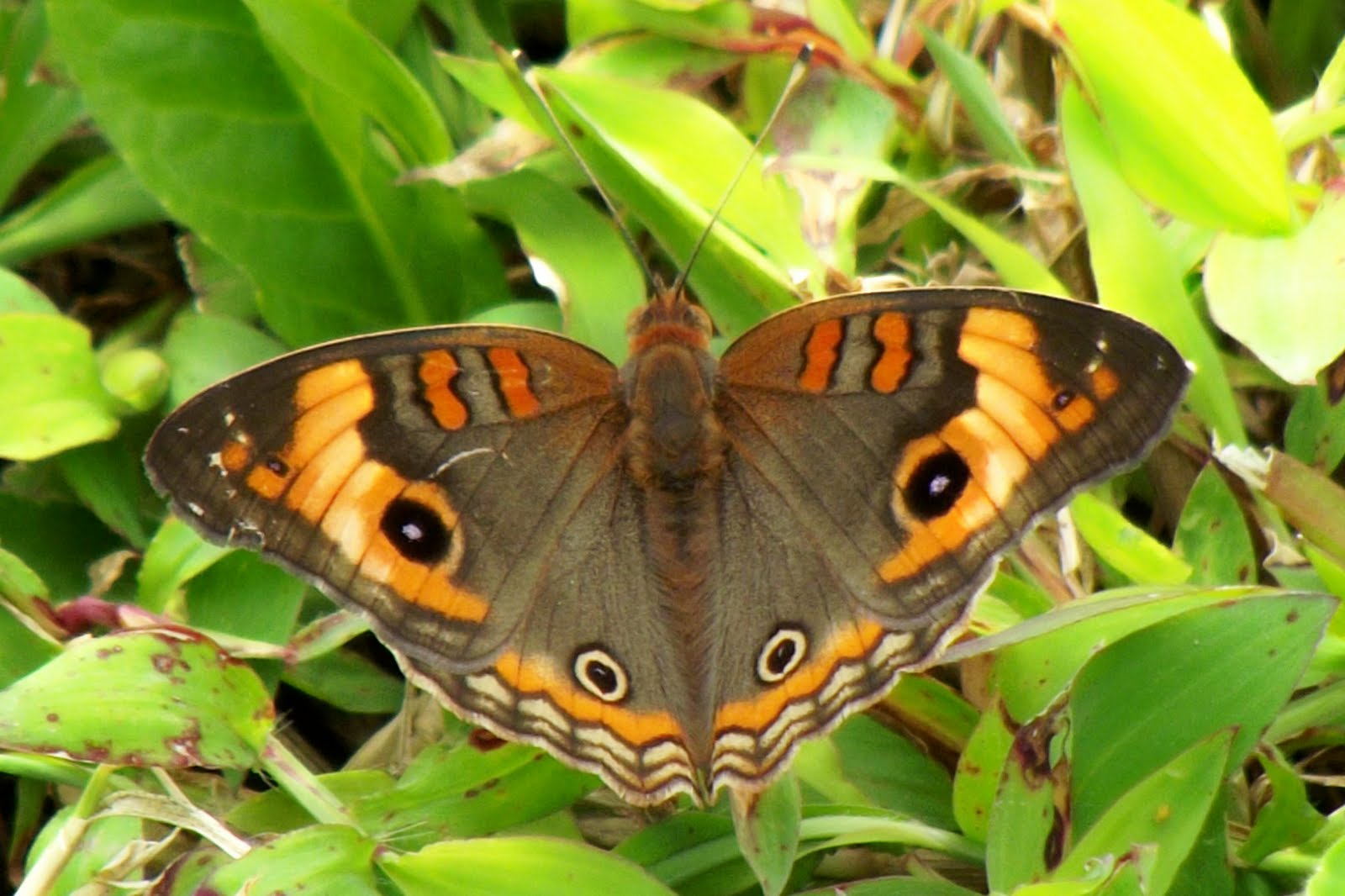 Jungle and Rainforest Art of Costa Rica: "Butterflies are Free"