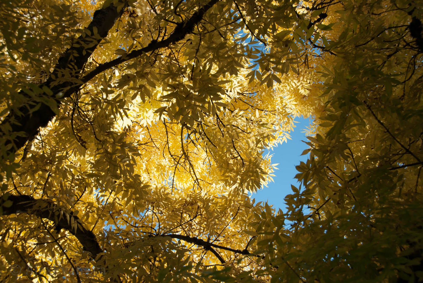 Vancouver Daily Photo: Amazing Yellow Leaves of Fall