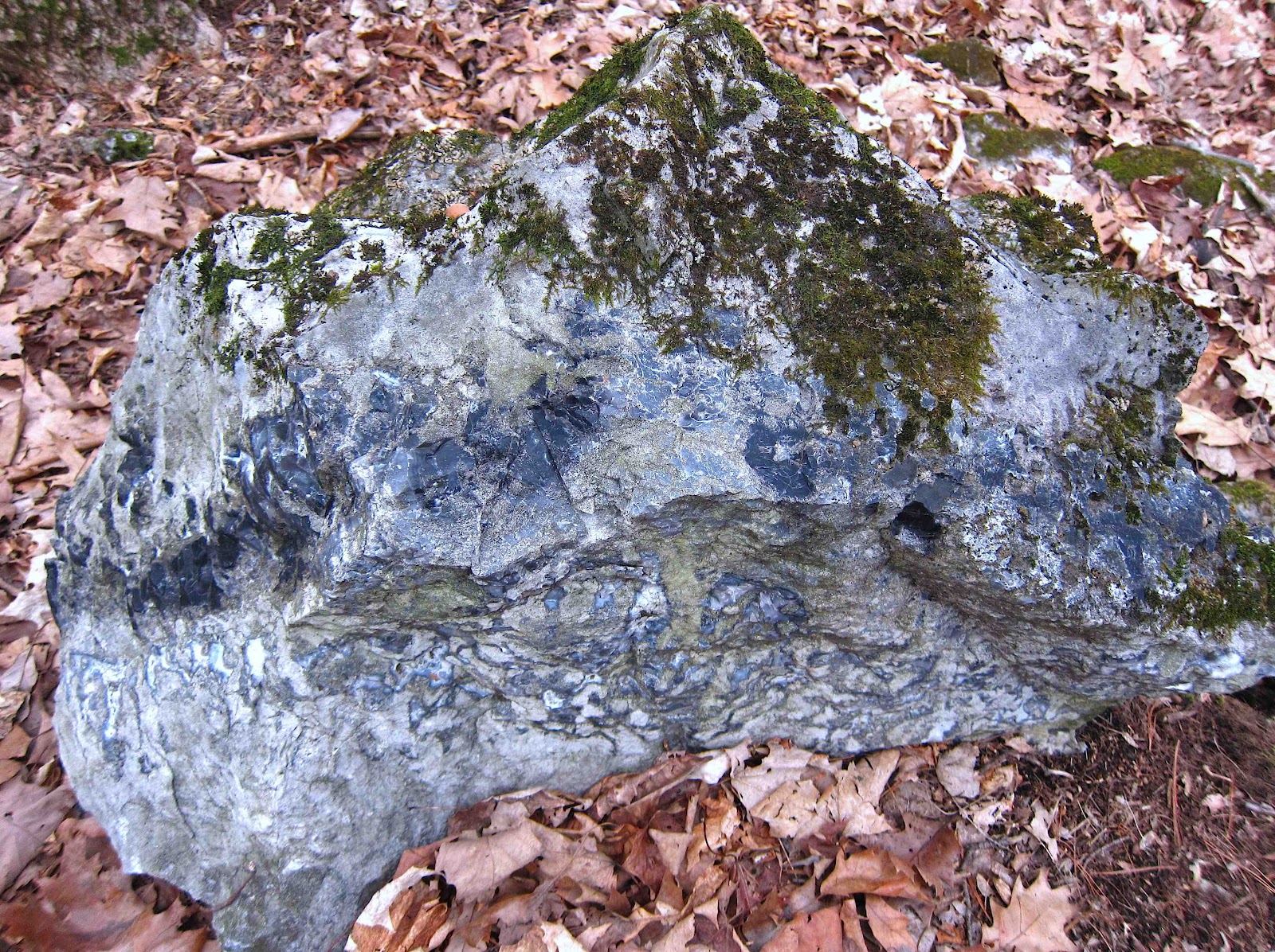 Saratoga woods and waterways: Bright Spots of Color in the Dull Winter ...