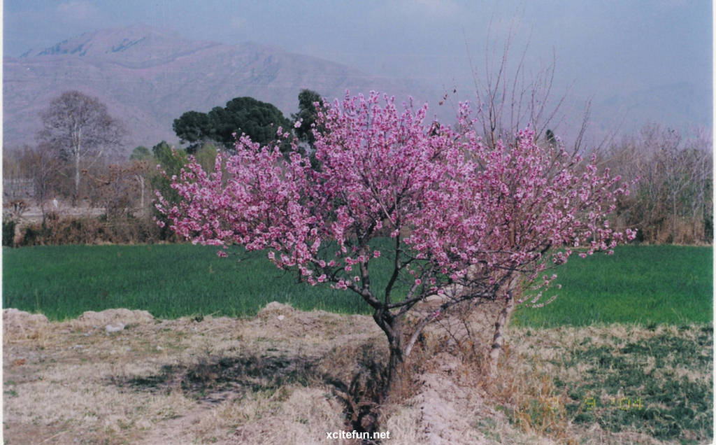 Kurram Valley FATA Area Pakistan Images Hub ~ Leep Fun