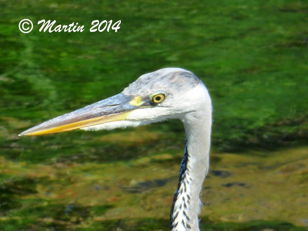 Miradas Cantábricas: La Garza Real que se fotografio una vez al dia...