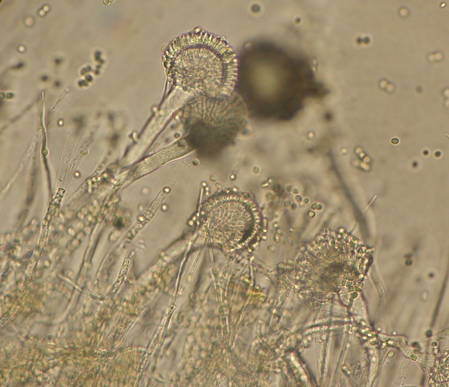 Aspergillus flavus - JungleKey.fr Image #100