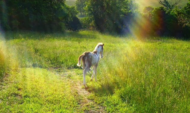 BUENAS PRACTICAS EQUINAS: Potros