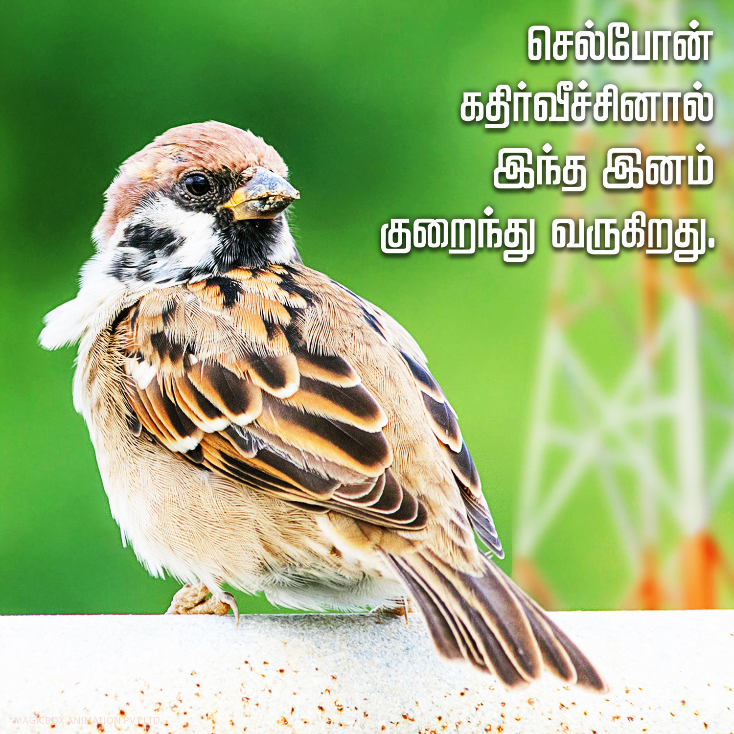 Chellame Chellam : சிட்டுக்குருவி | அழிந்து வரும் பறவை | Chelalme chellam