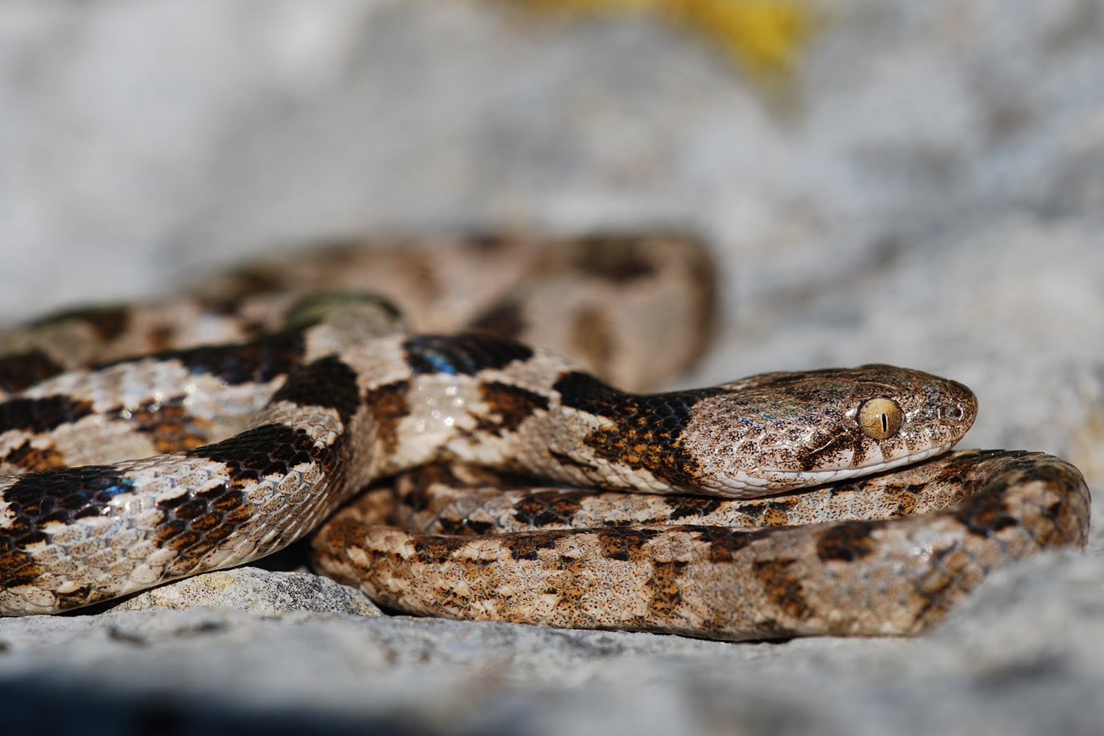 Yorkshire Field Herping and Wildlife Photography: Back To Snake Island ...