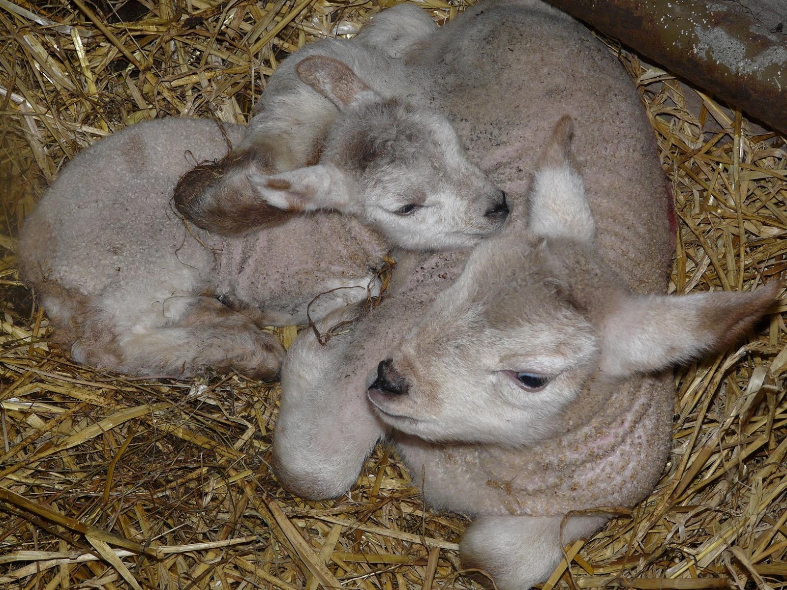 Colostrum Powder For Lambs