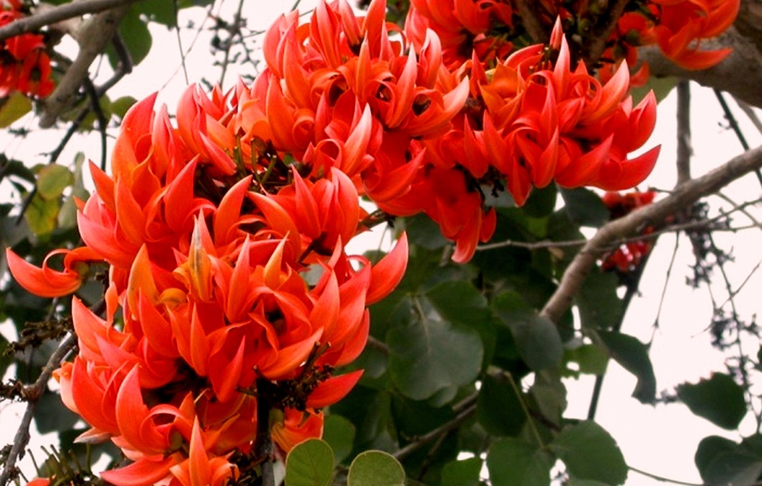 Aavani Avittam Dandi Komanam - a tradition that is no more