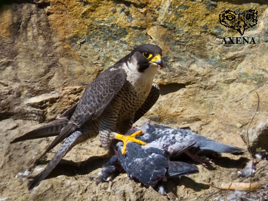 La Rioja Natural: Halcón peregrino