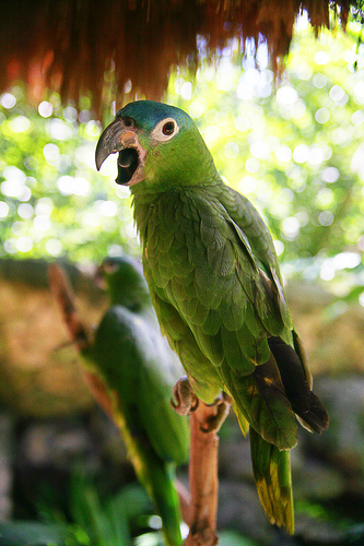 Ciencia para los preguntones : El que es perico dondequiera es verde ...