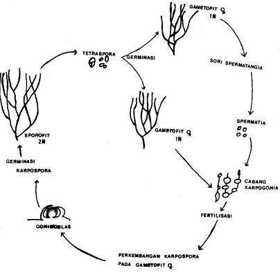 MEDIA PENYULUHAN PERIKANAN: MACAM-MACAM SISTEM PENGEMBANGBIAKAN RUMPUT LAUT