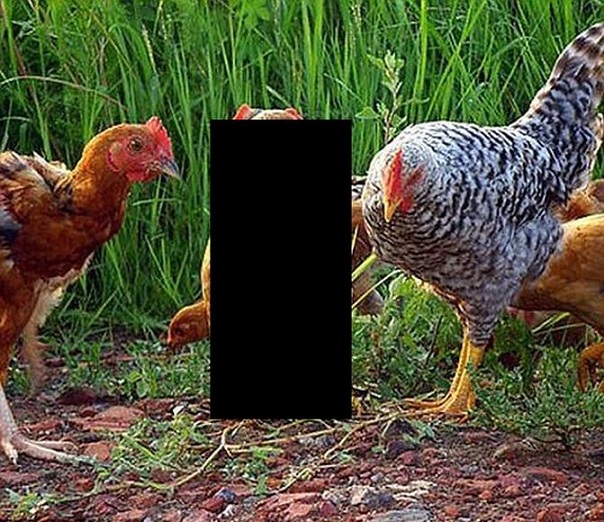 Mumble, el pollo pingüino, - Curiosidades